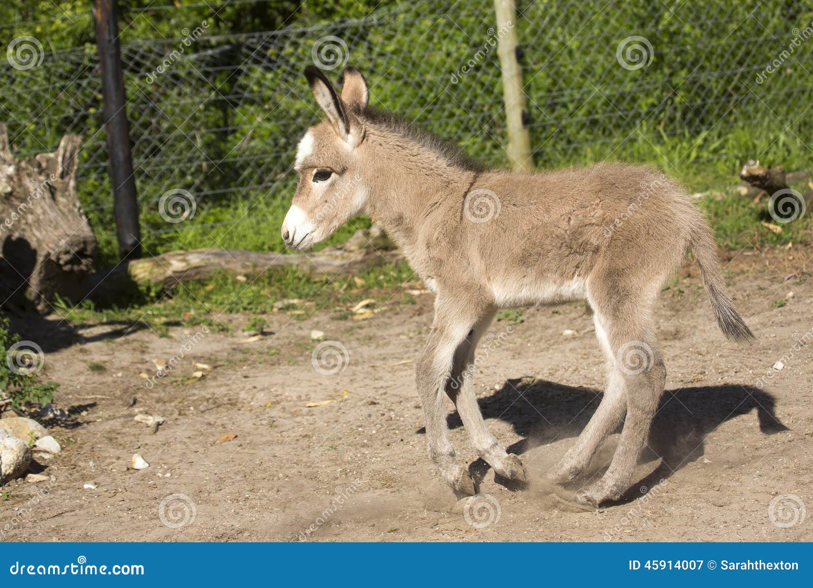 Baby Donkey foal stock image. Image of pretty, baby, sweet - 45914007