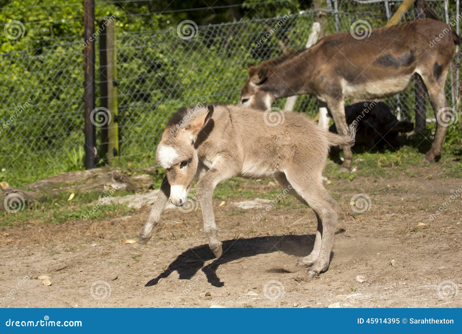 Baby Donkey foal stock image. Image of tiny, equine, hooves - 45914395