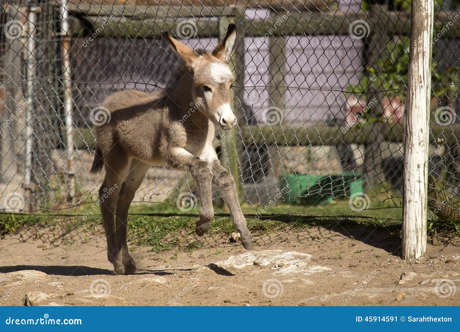 Baby Donkey foal stock image. Image of hooves, dainty - 45914591