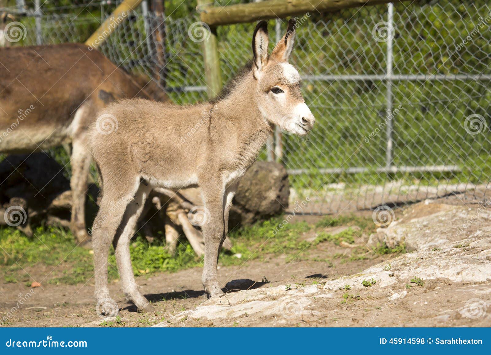 Baby Donkey foal stock photo. Image of hooves, foal, mammal - 45914598