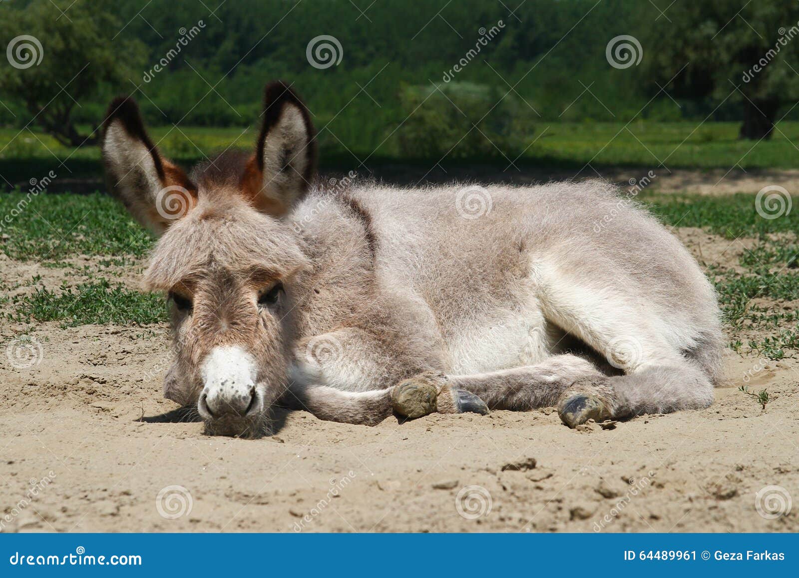 Baby Donkey Laying on the Field Stock Image - Image of grass, domestic ...