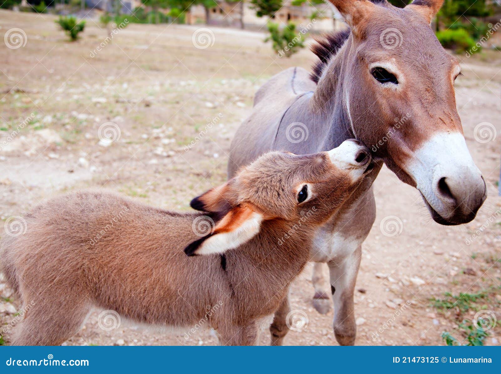 Baby Mule Horse