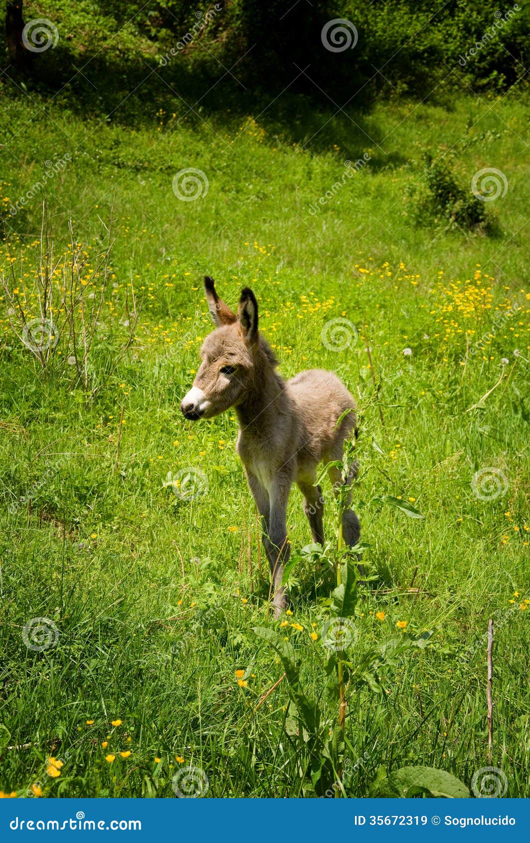 Baby donkey in nature stock image. Image of rural, wildlife - 35672319