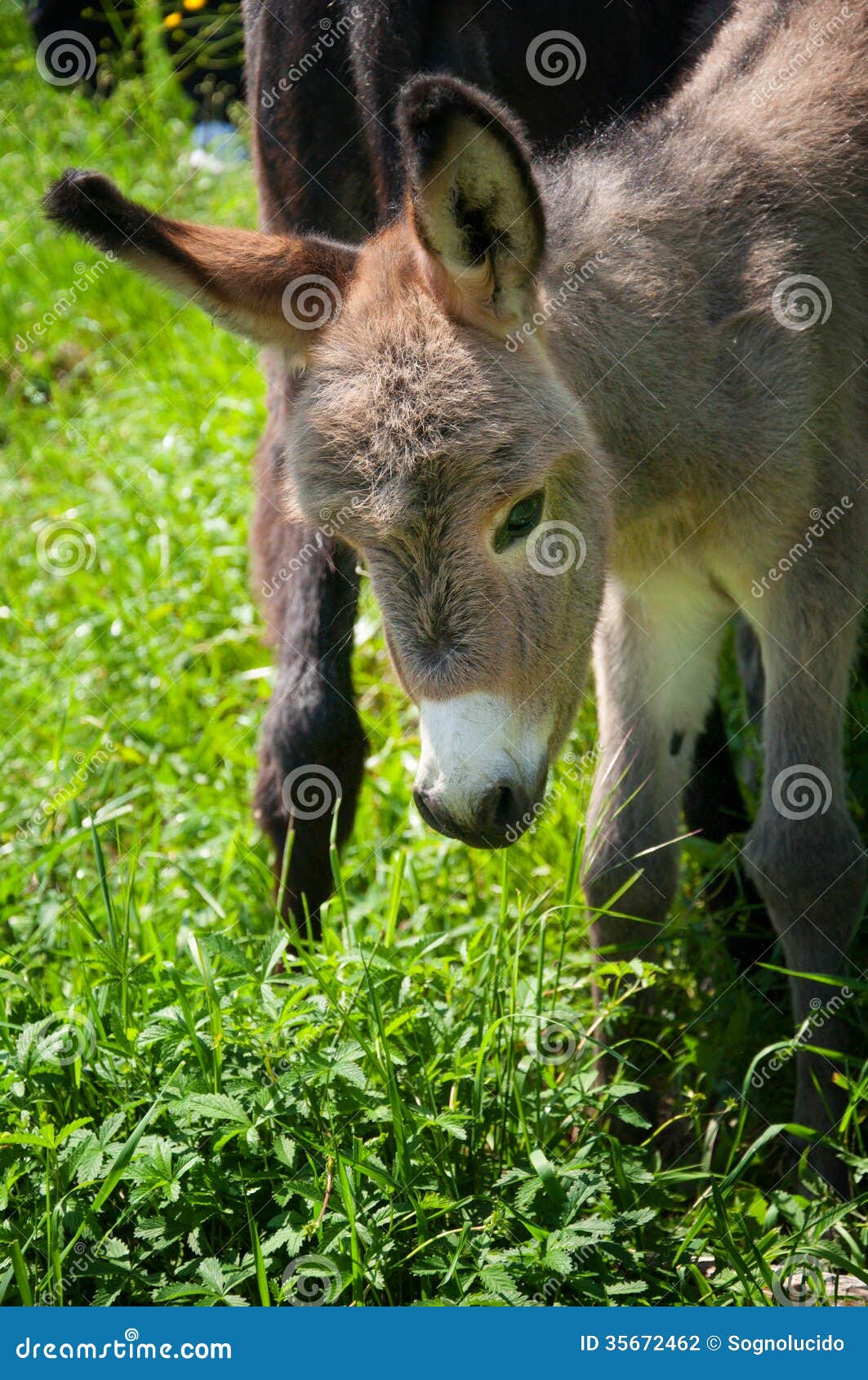 Baby donkey in nature stock photo. Image of wildlife - 35672462