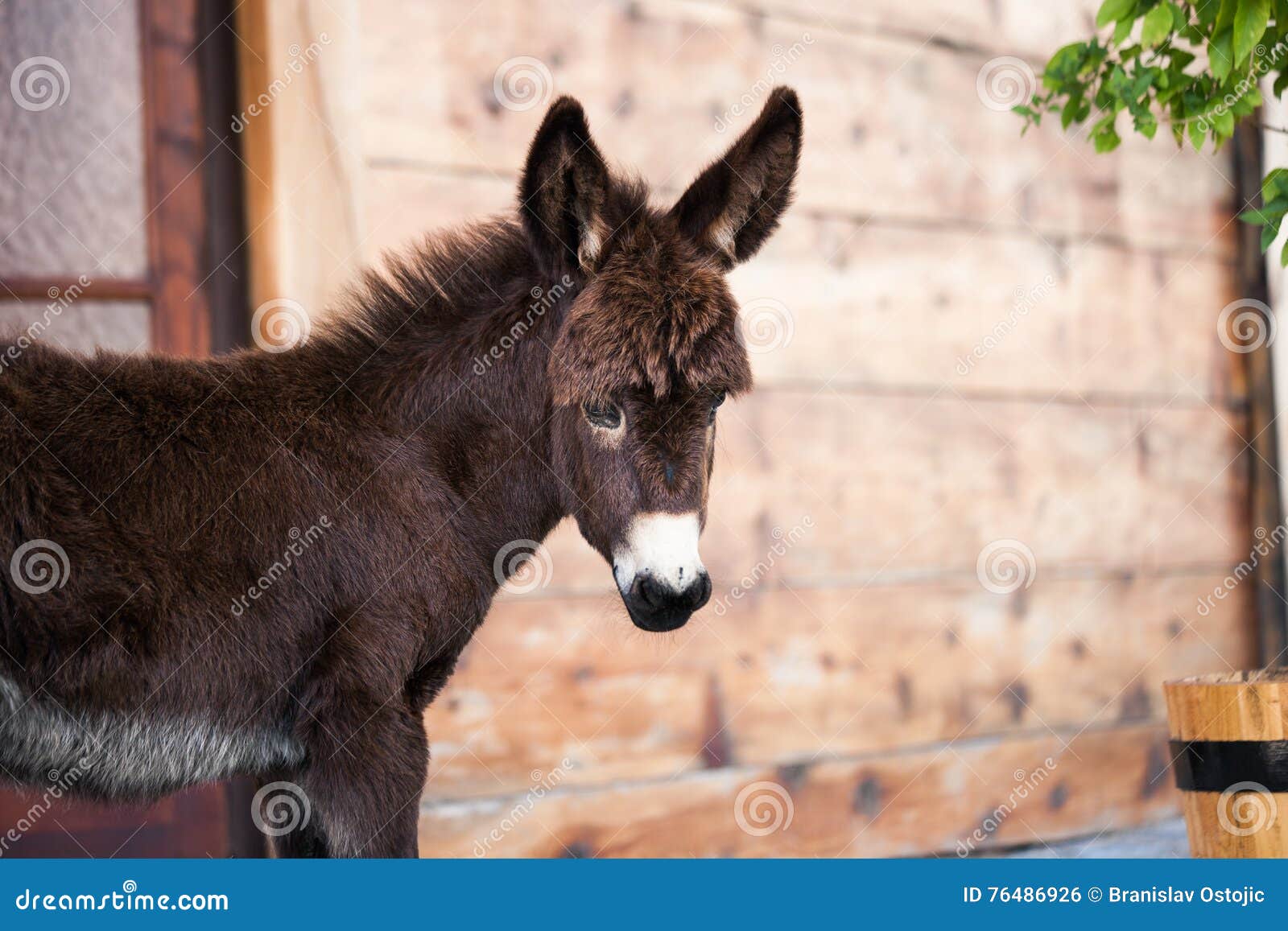 Donkey Portrait Wide-angle Royalty-Free Stock Photo | CartoonDealer.com ...