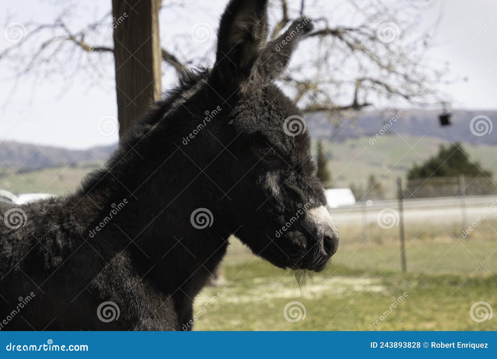 A Baby Donkey on a Spring Day Stock Photo - Image of funny, ranch ...