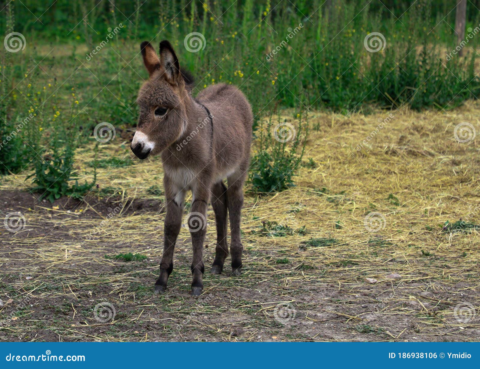 Baby donkey in summer cute stock photo. Image of baby - 186938106