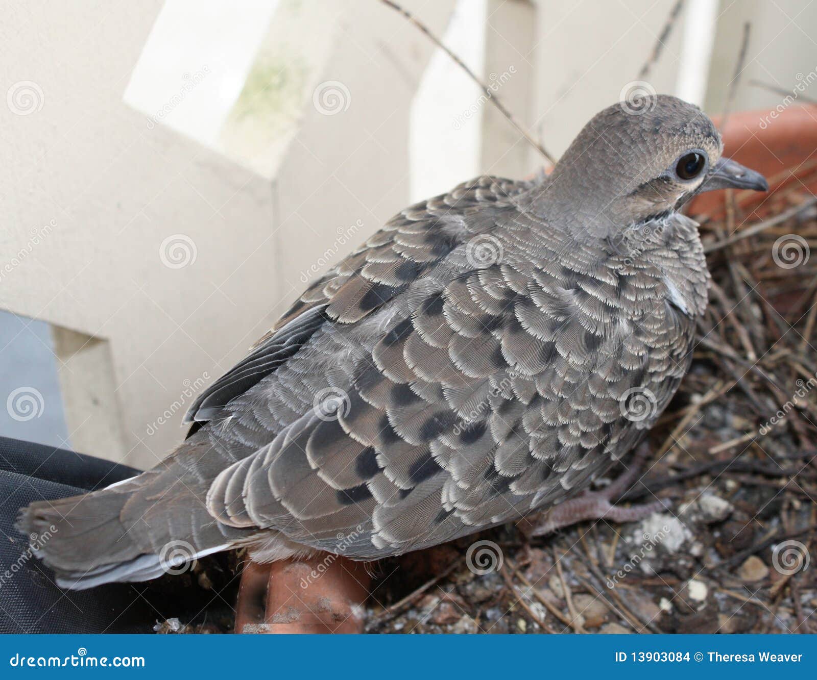 Baby dove feathers stock photo. Image of baby, offspring - 13903084