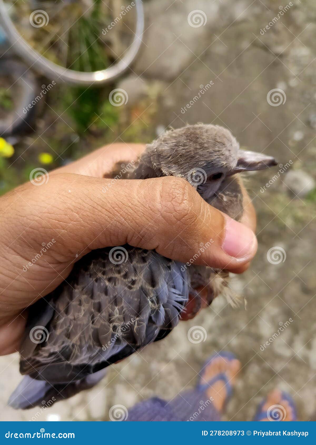 Baby Dove in a Soft and Secure Hands .. Stock Image - Image of reptile ...