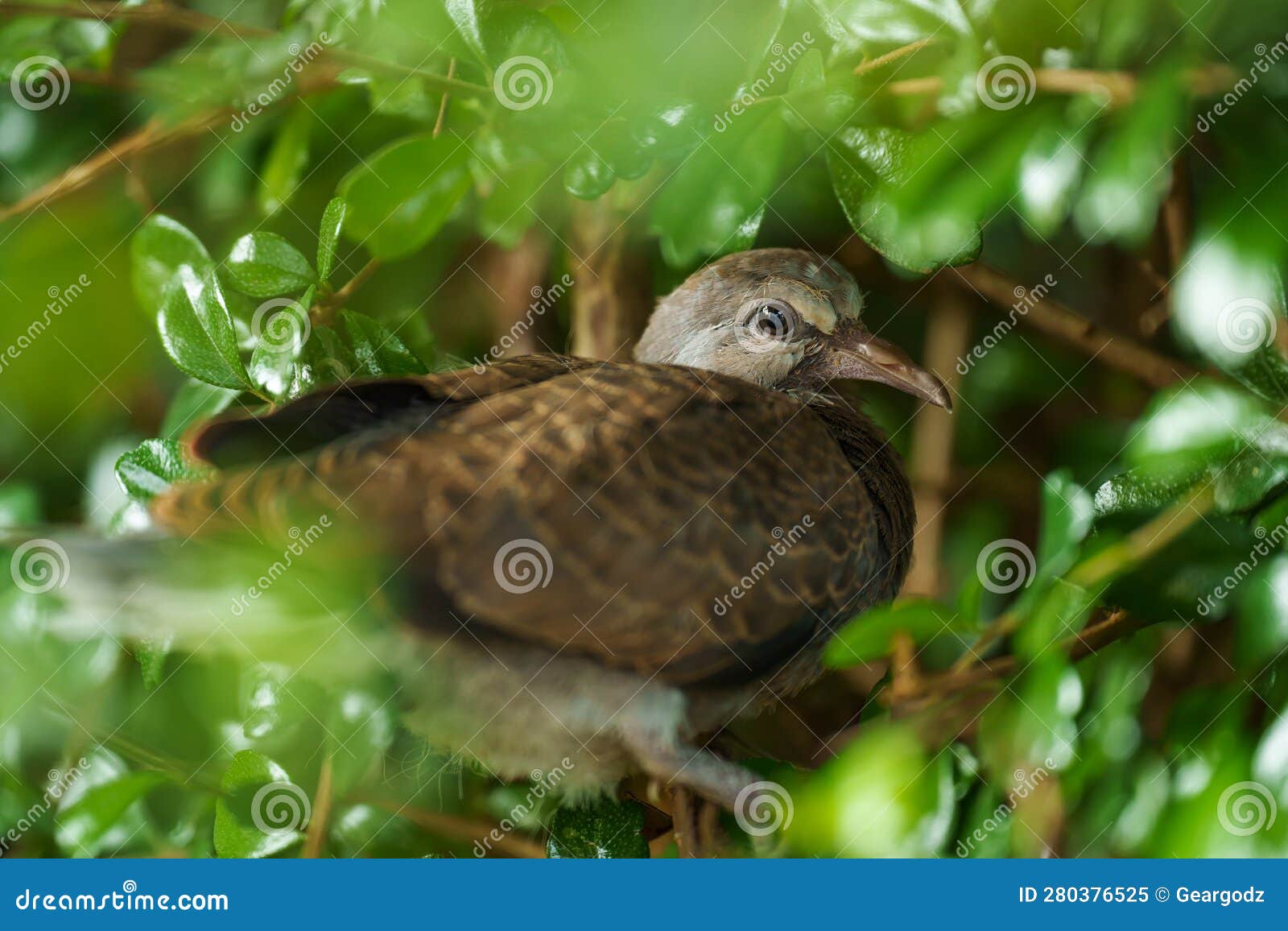 Baby dove on tree branch stock image. Image of plant - 280376525