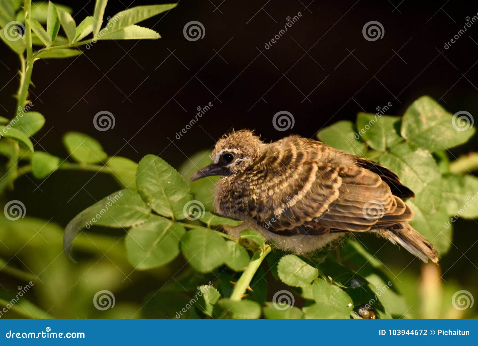 Baby dove stock photo. Image of columbidae, granivores - 103944672
