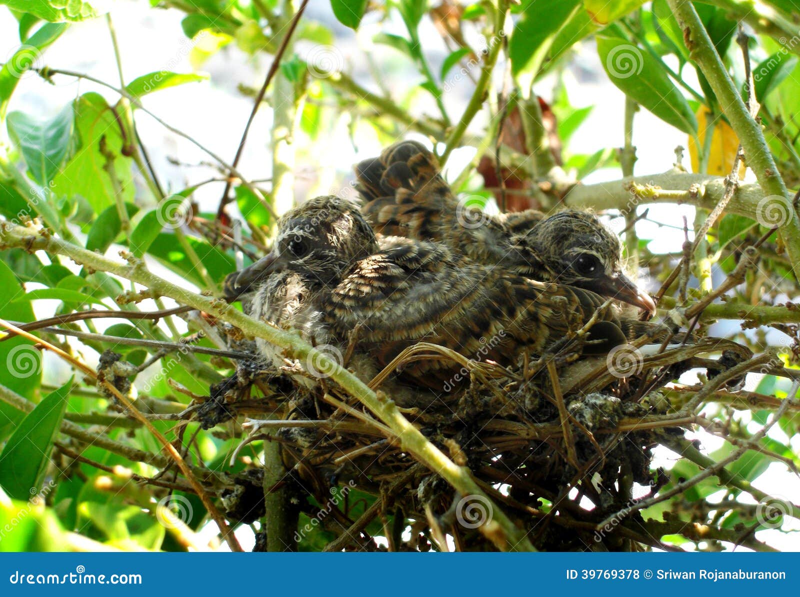Baby doves stock photo. Image of columbidae, brown, animal - 39769378