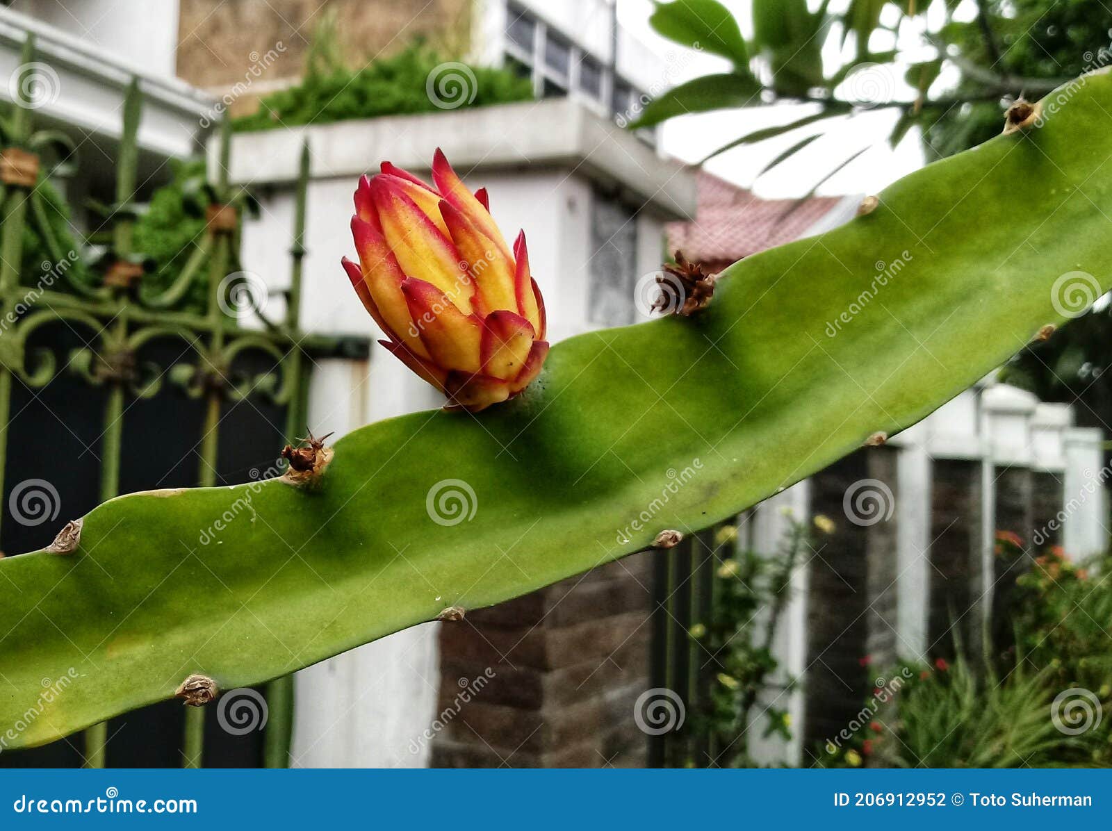 Baby Dragon Fruit Tree