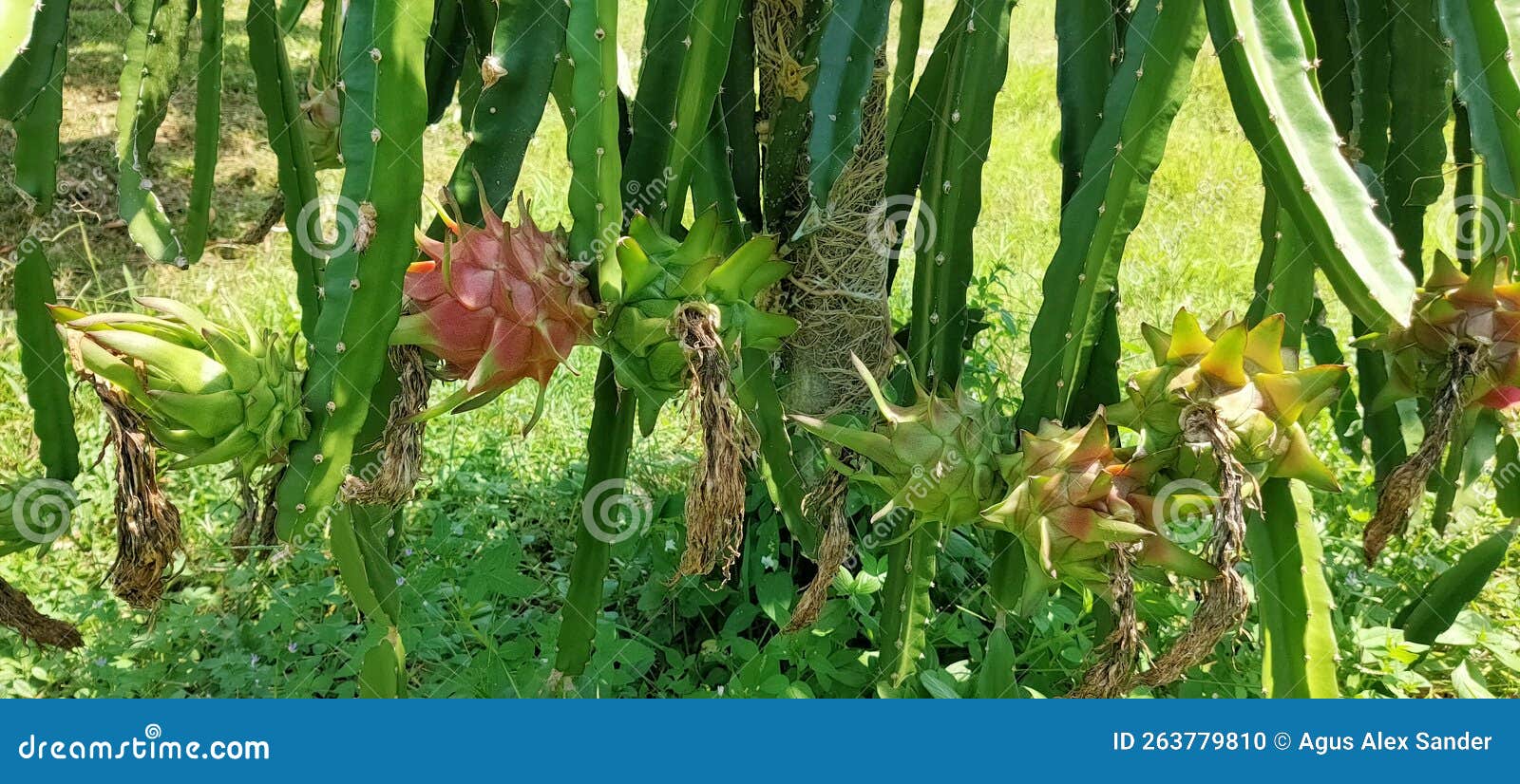 Baby Dragon Fruit Tree in Farm Stock Photo - Image of agriculture, baby ...