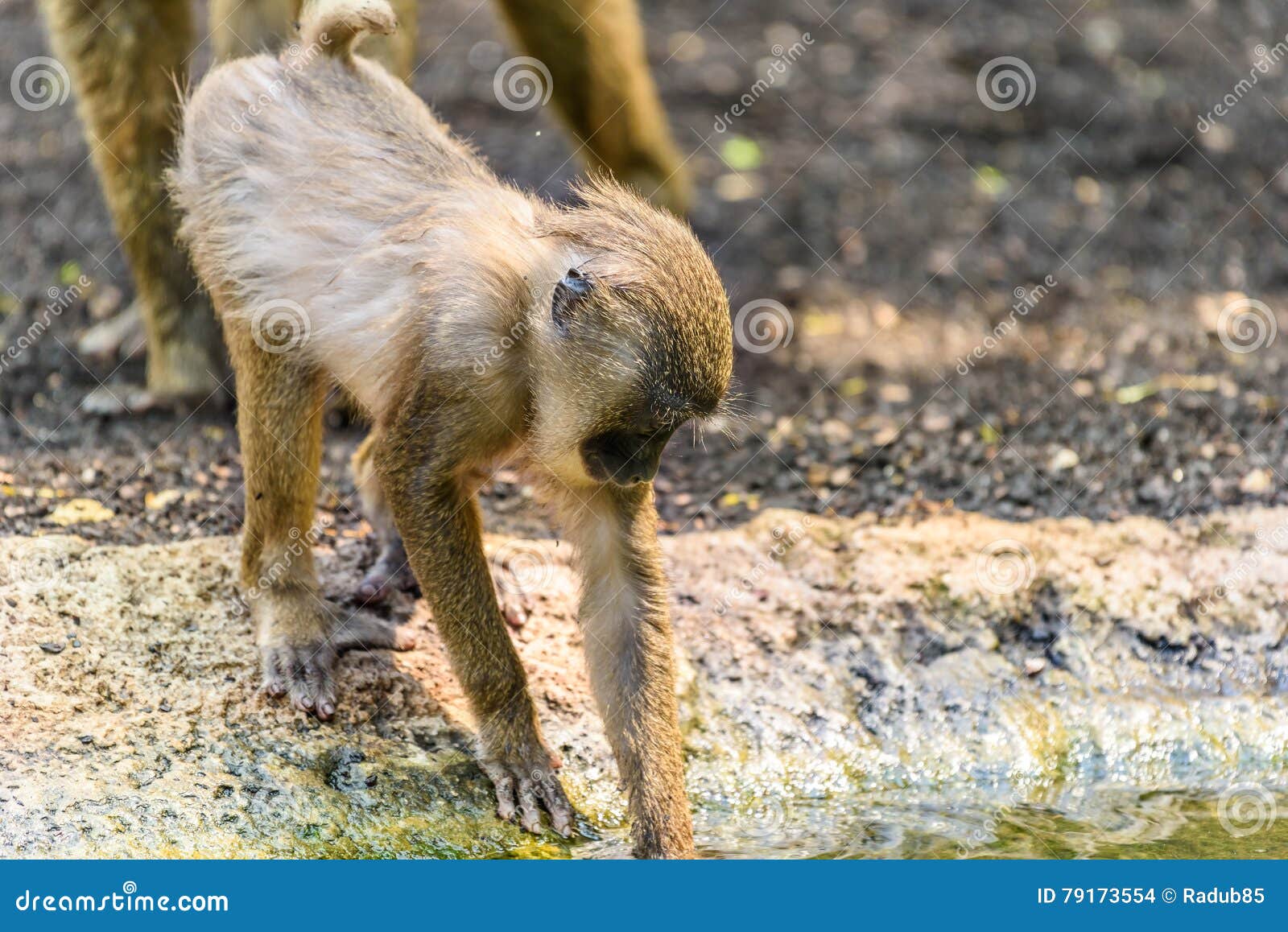 Baby Drill (Mandrillus Leucophaeus) Stock Photo - Image of face, animal ...