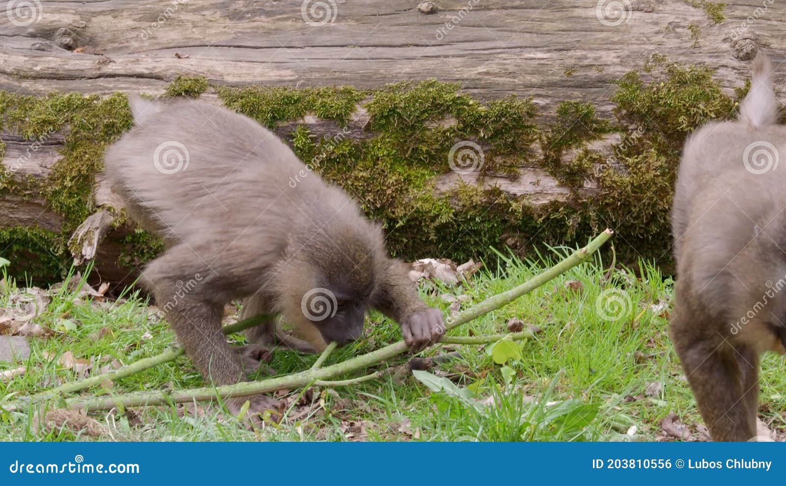 Baby Drill Monkey Mandrillus Leucophaeus Nibbling a Branch Stock ...