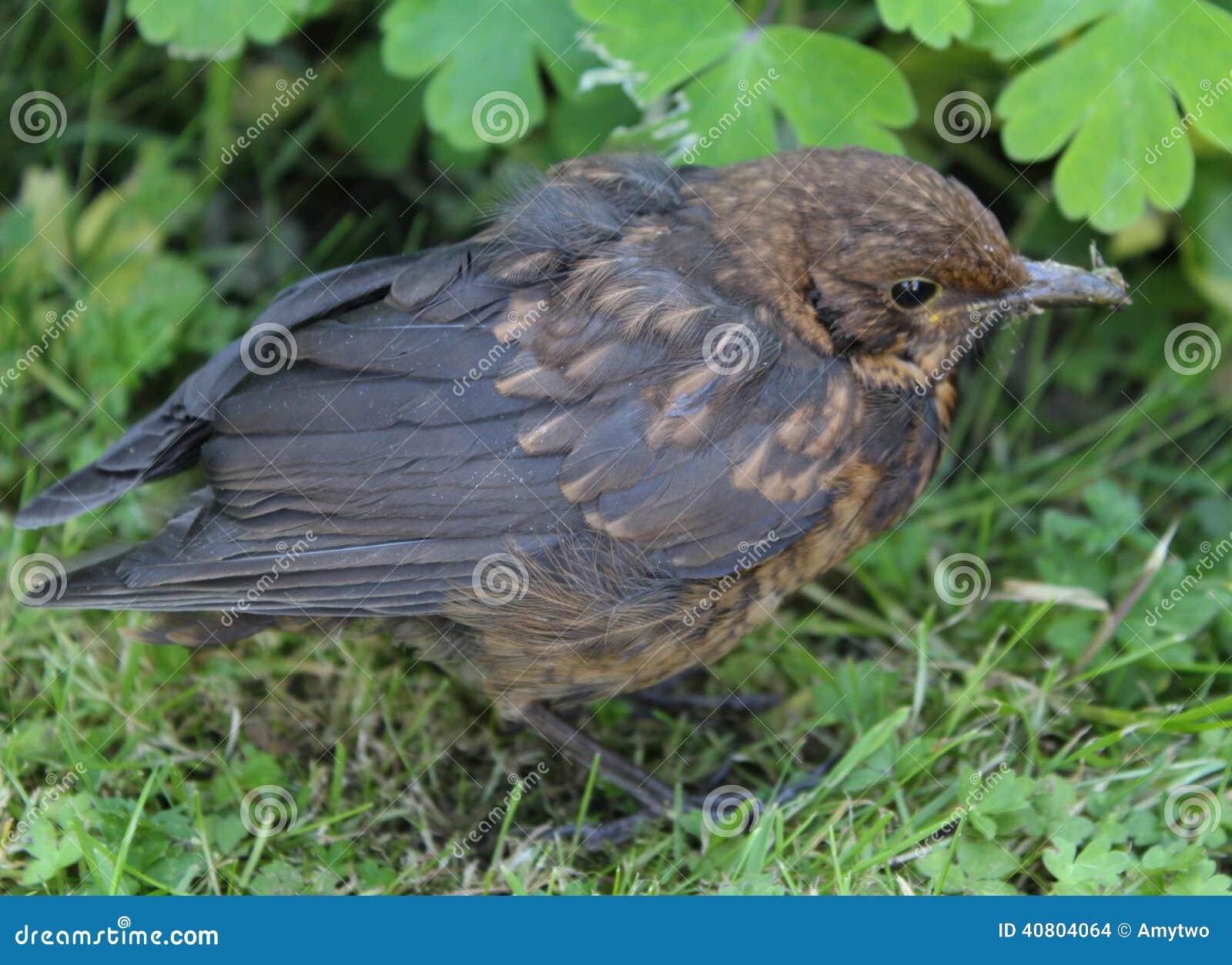 Baby-Drossel stockfoto. Bild von gras, verlassen, verloren - 40804064
