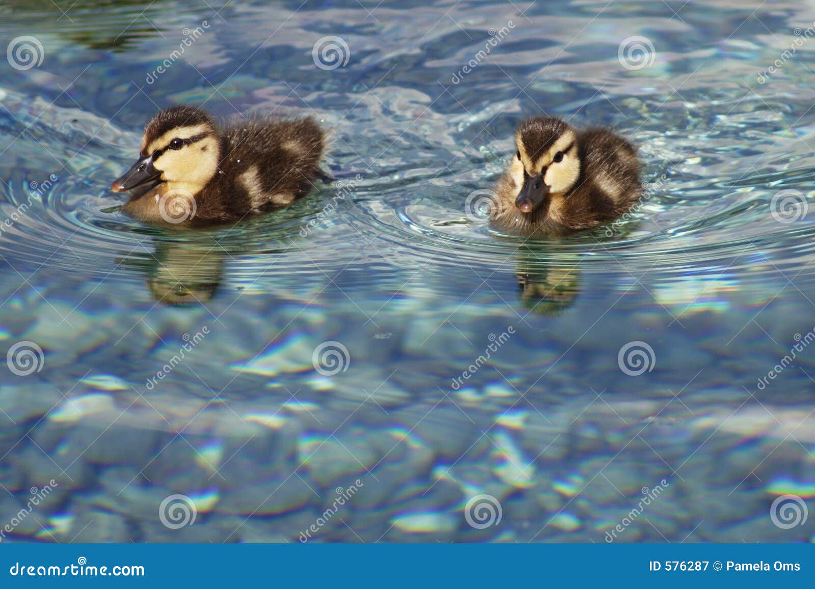 Ducklings Swimming