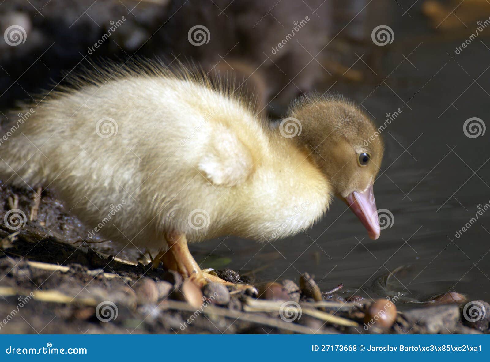 Baby duck stock photo. Image of detail, close, summer - 27173668