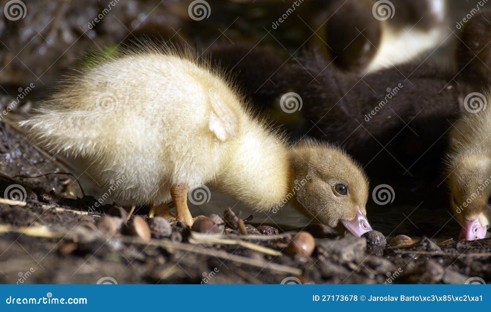 Baby duck stock photo. Image of farm, bird, summer, animal - 27173678