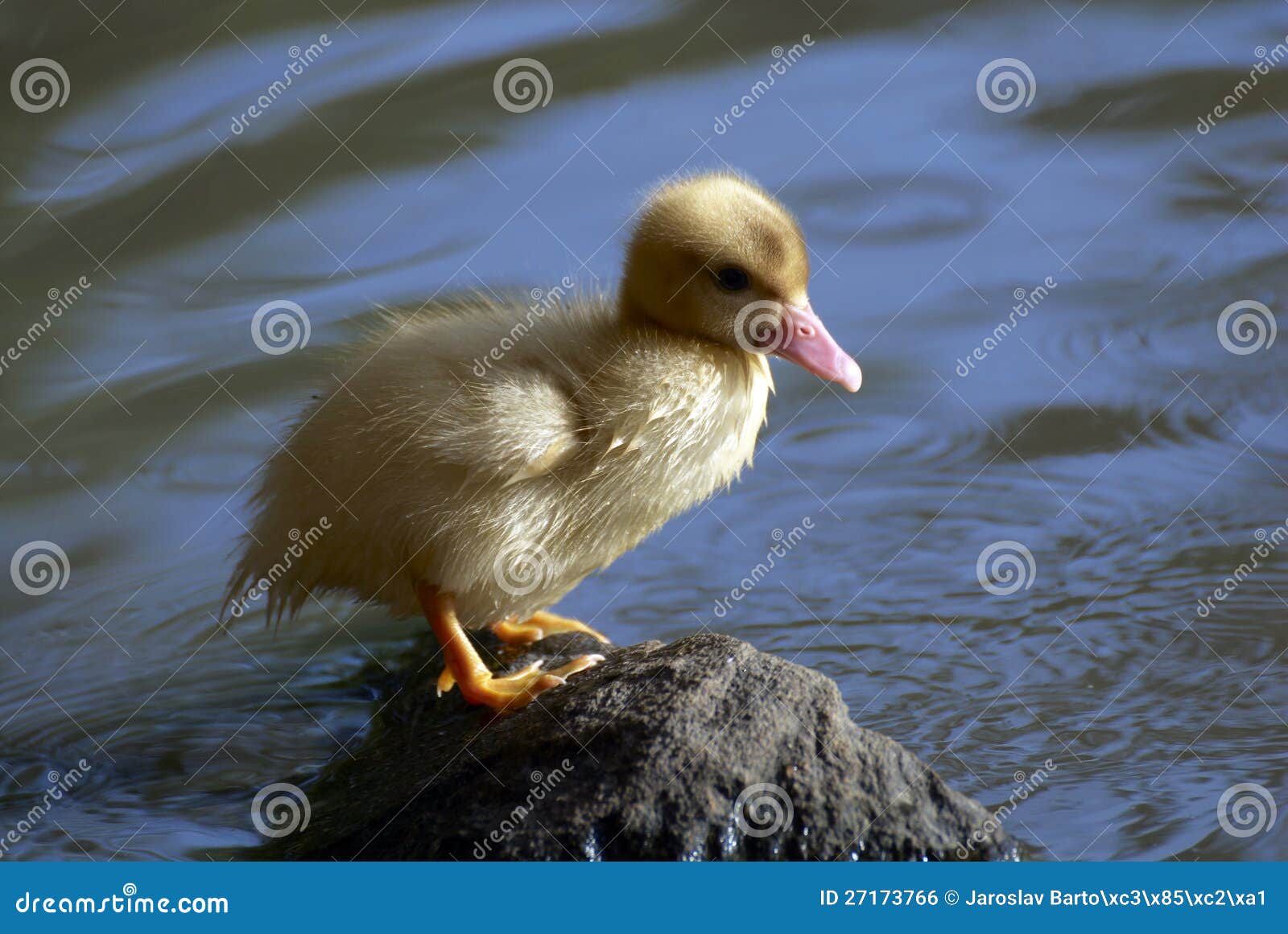 Baby duck stock photo. Image of detail, summer, close - 27173766
