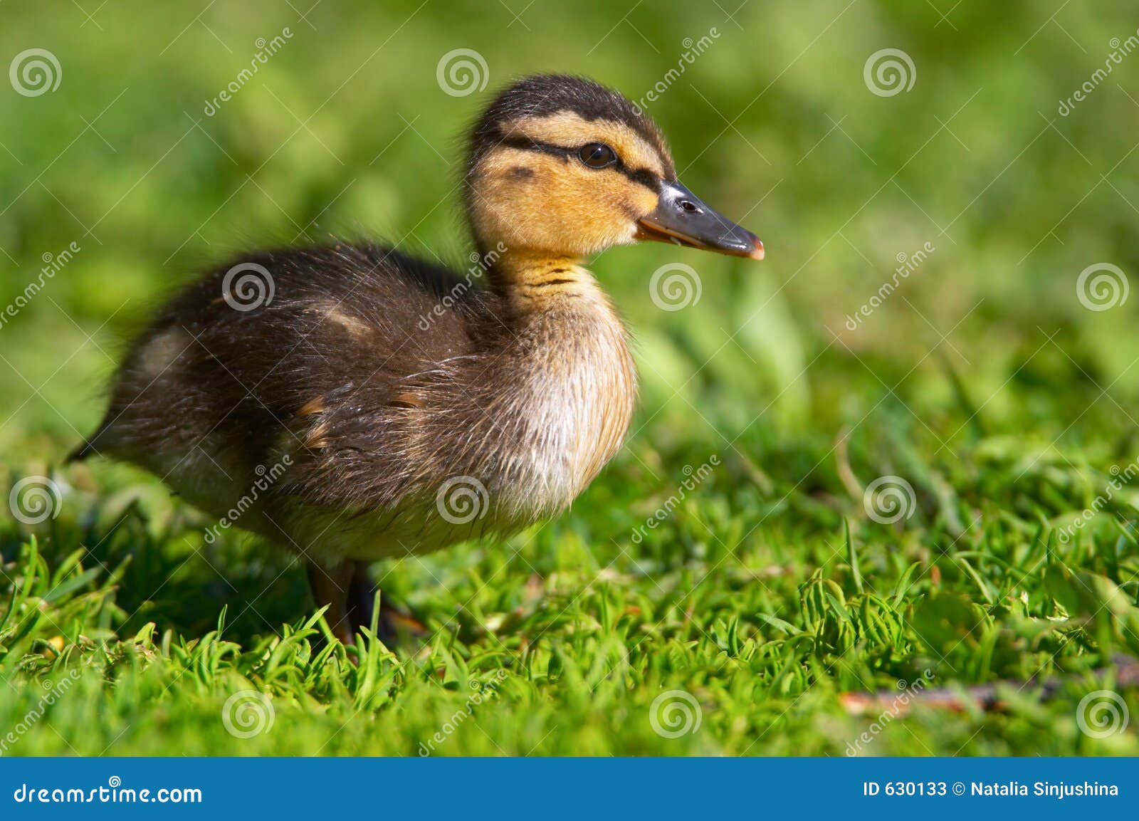 Baby duck stock image. Image of fluffy, grass, baby, profile - 630133