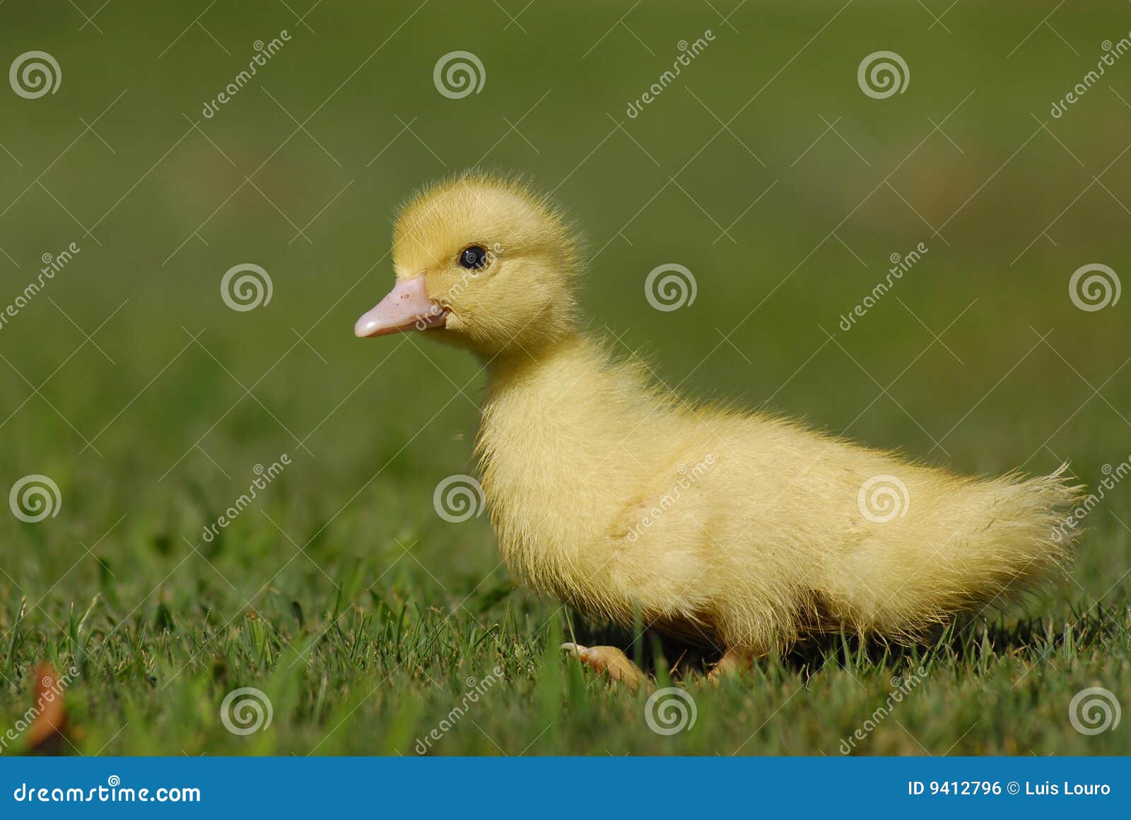 Baby duck stock photo. Image of animal, little, cute, standing - 9412796