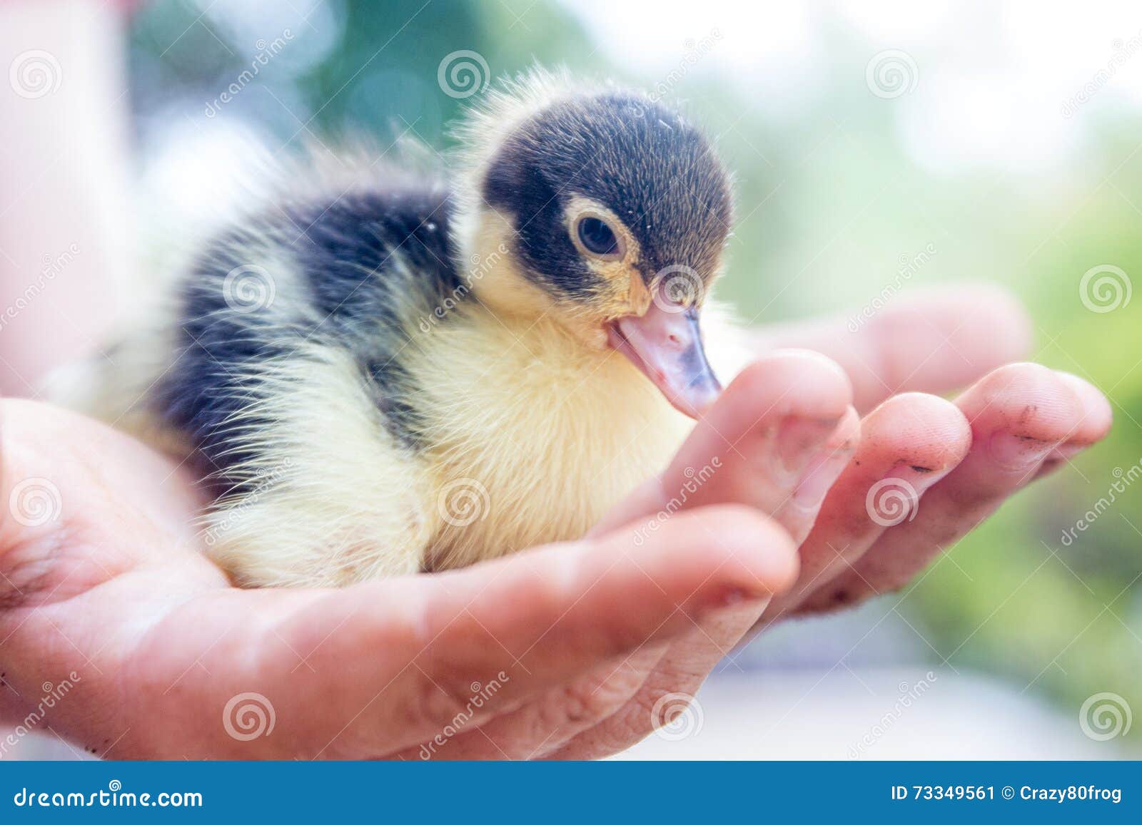Baby duck in child s hands stock image. Image of natural - 73349561