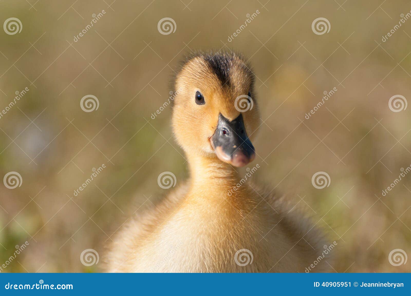 Baby Duck stock image. Image of yellow, nature, baby - 40905951