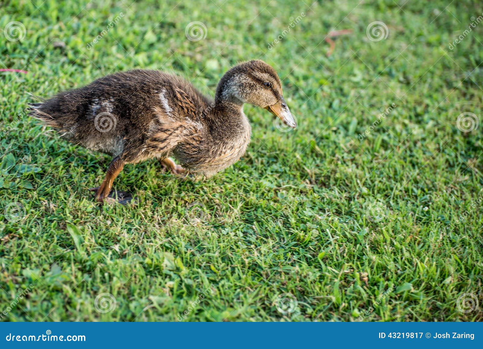 Baby Duck Duckling in Grass Stock Image - Image of zaring, jzaring ...