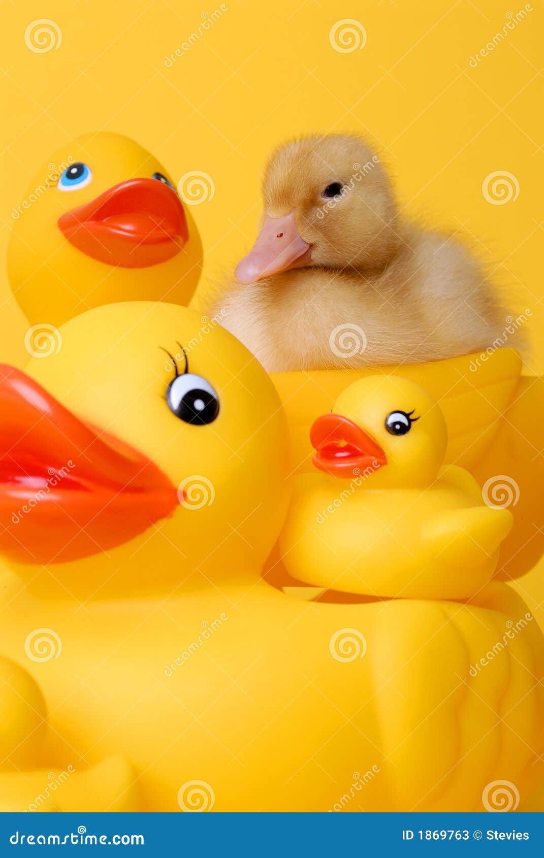 Baby duck and friends stock image. Image of copy, wave - 1869763
