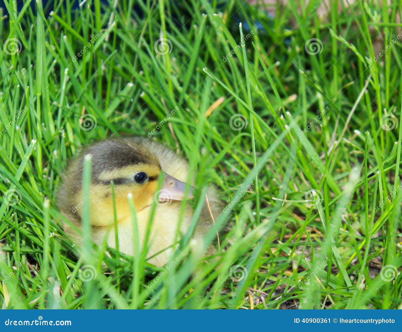 Baby Duck Hiding stock image. Image of yellow, duck, farm - 40900361
