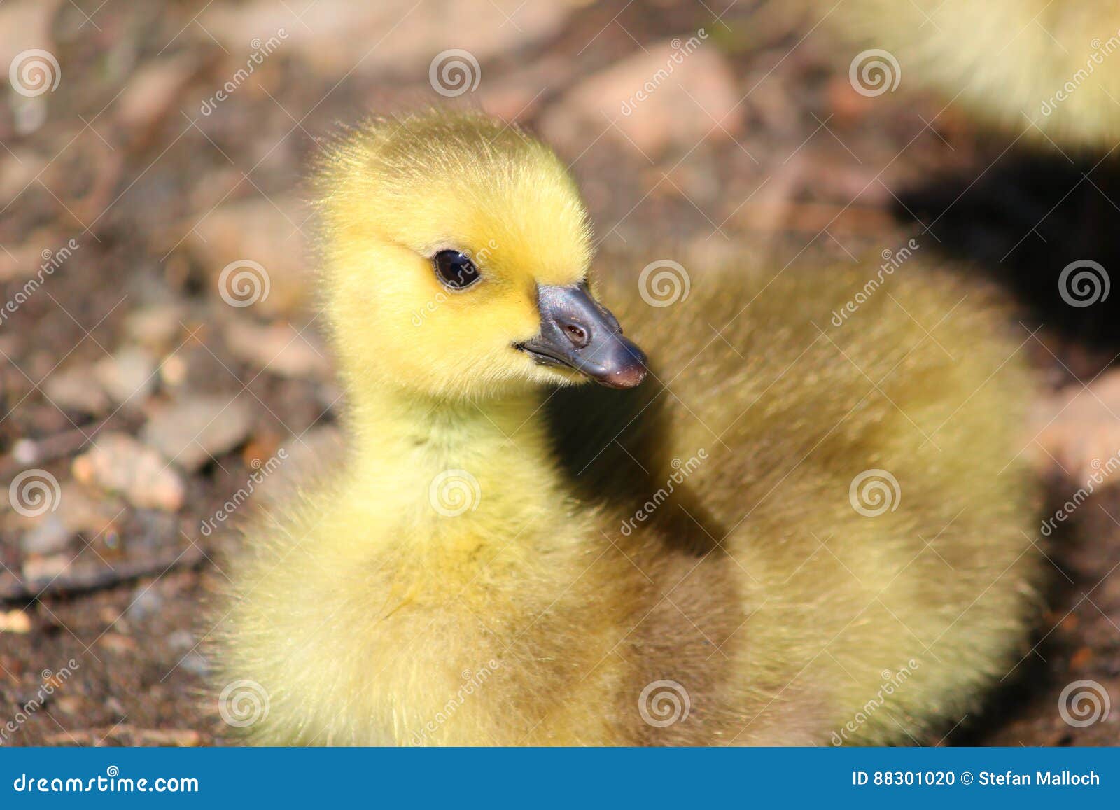 Baby duck stock photo. Image of baby, majestic, nice - 88301020