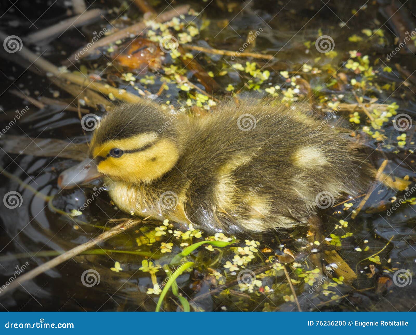 Baby duck stock photo. Image of spring, baby, babies - 76256200
