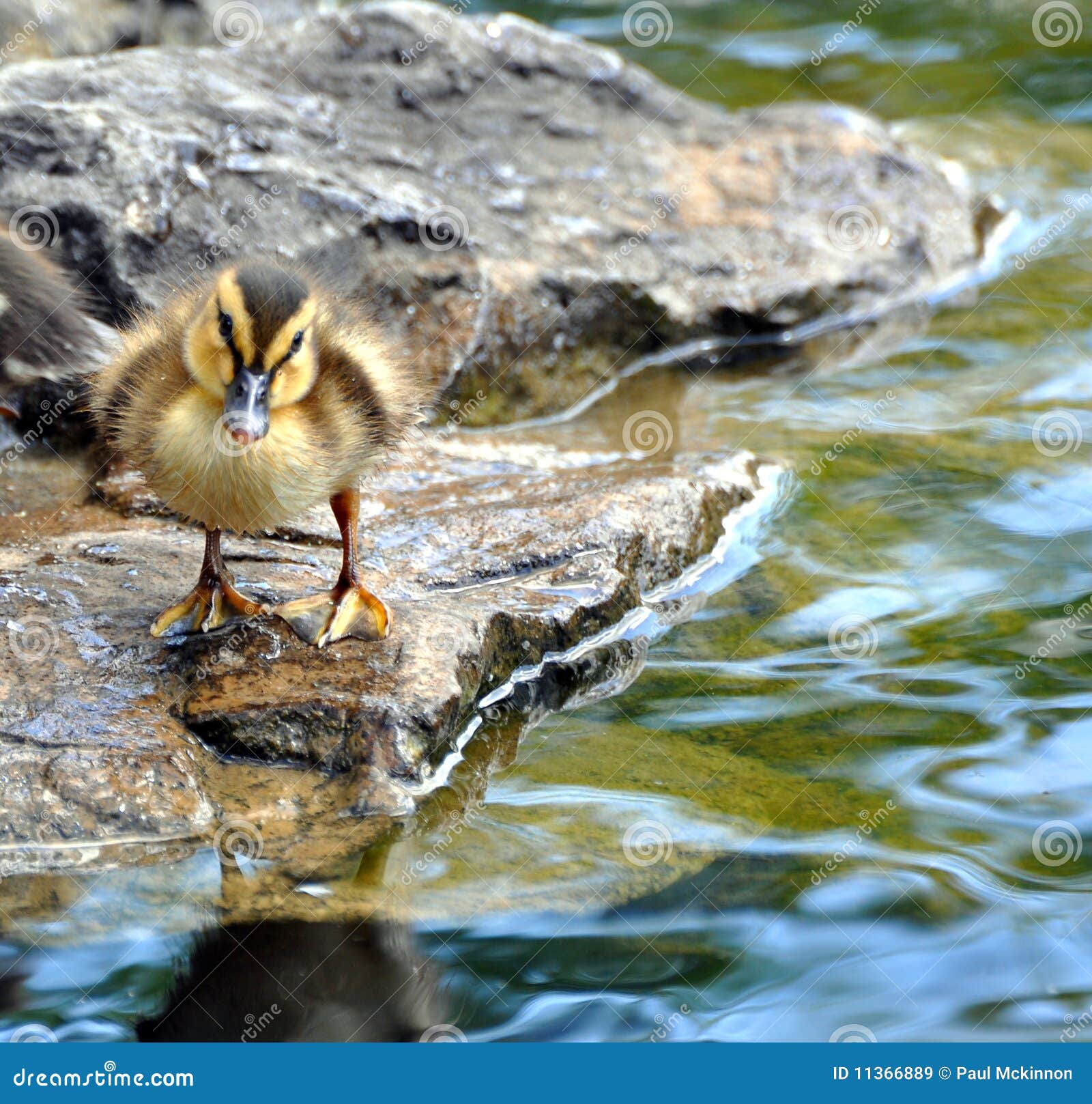 Baby duck on rock stock image. Image of feet, beak, slippery - 11366889