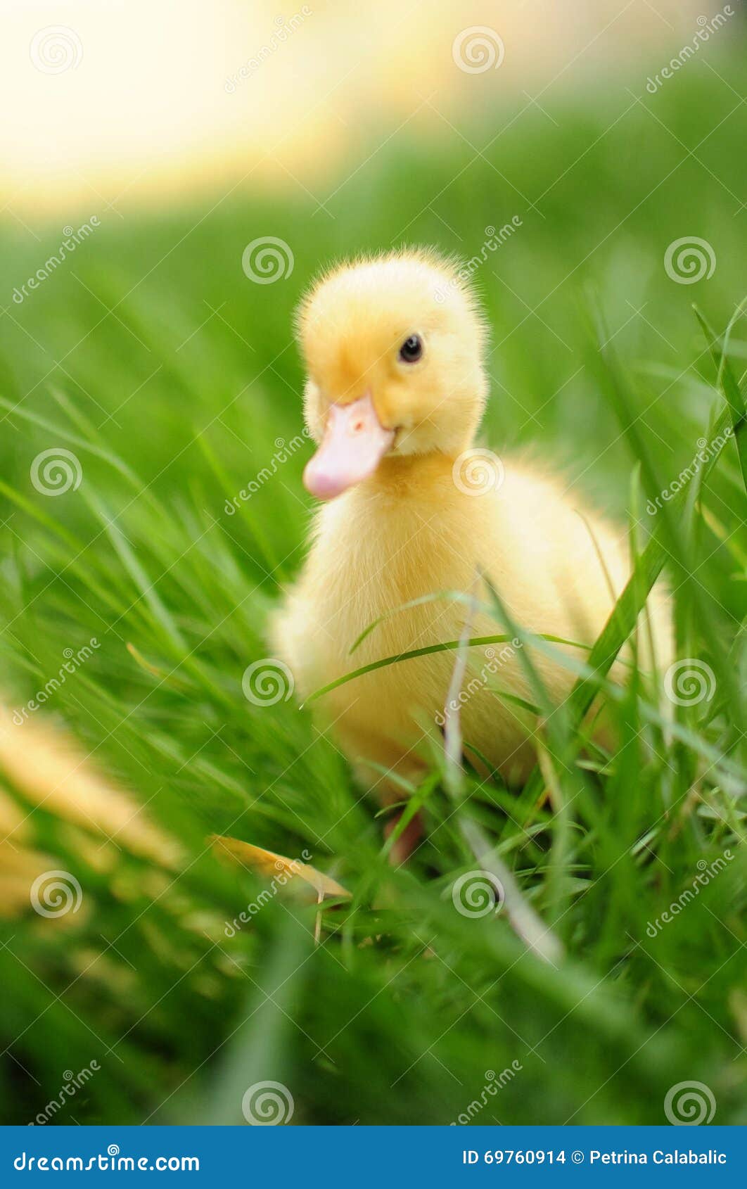 Baby duck in spring grass stock photo. Image of ducks - 69760914