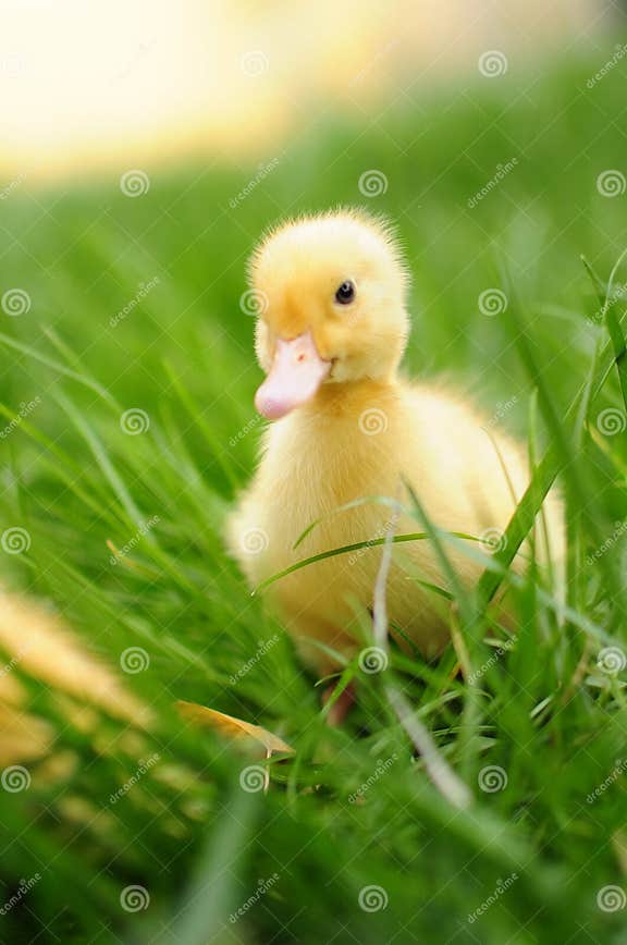 Baby duck in spring grass stock photo. Image of ducks - 69760914