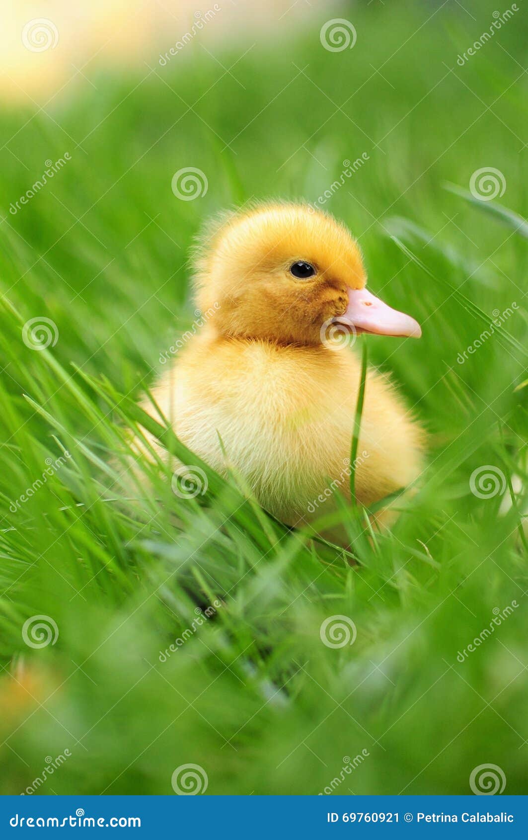 Baby duck in spring grass stock image. Image of breed - 69760921