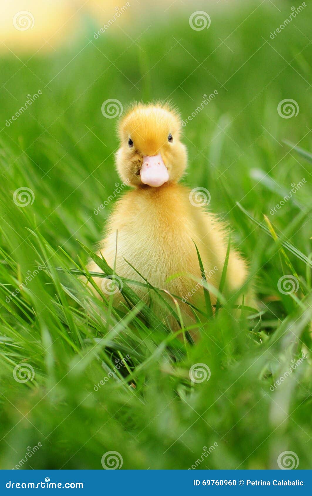 Baby duck in spring grass stock photo. Image of breed - 69760960