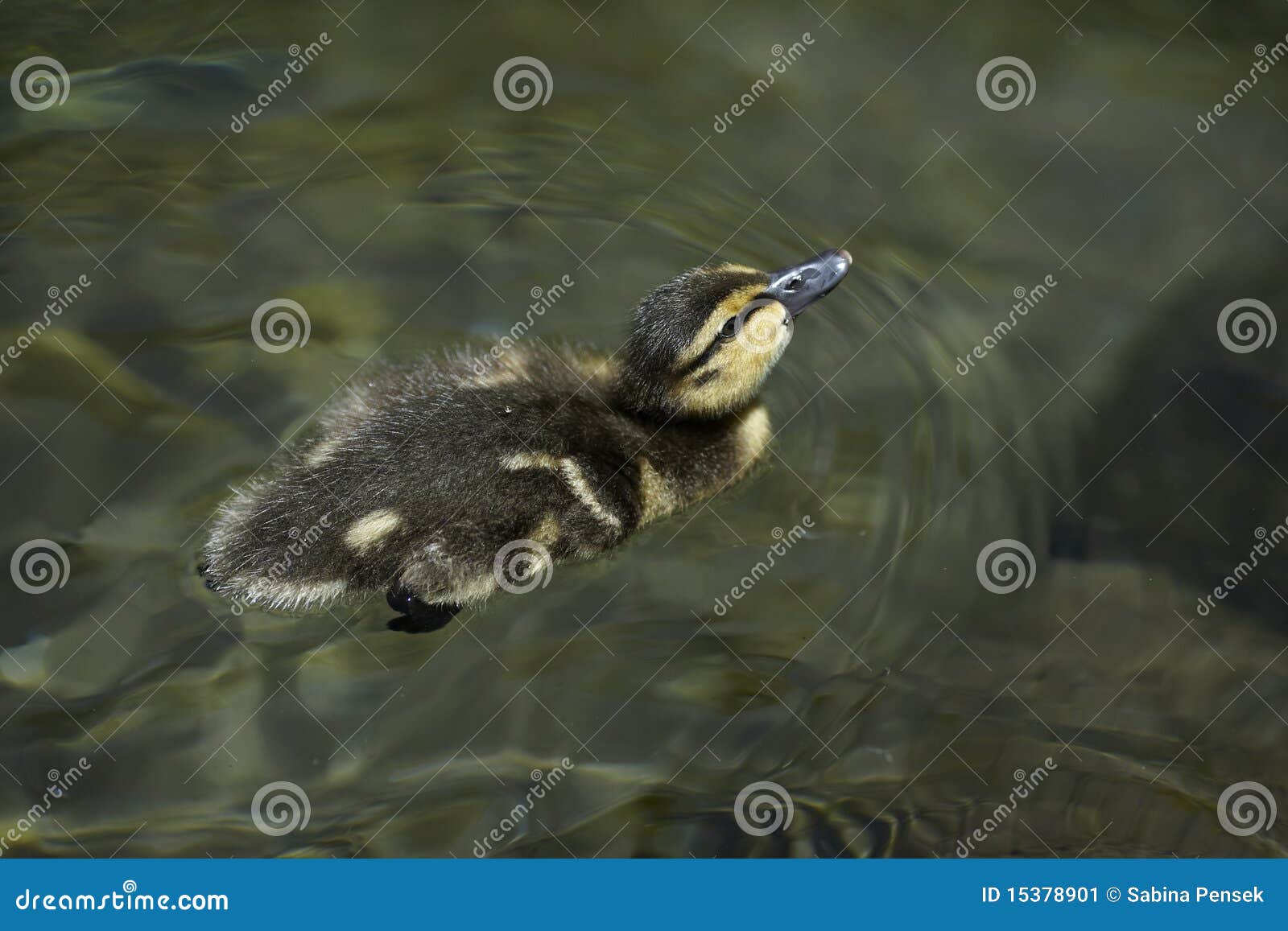 Baby duck in the water stock image. Image of duckling - 15378901