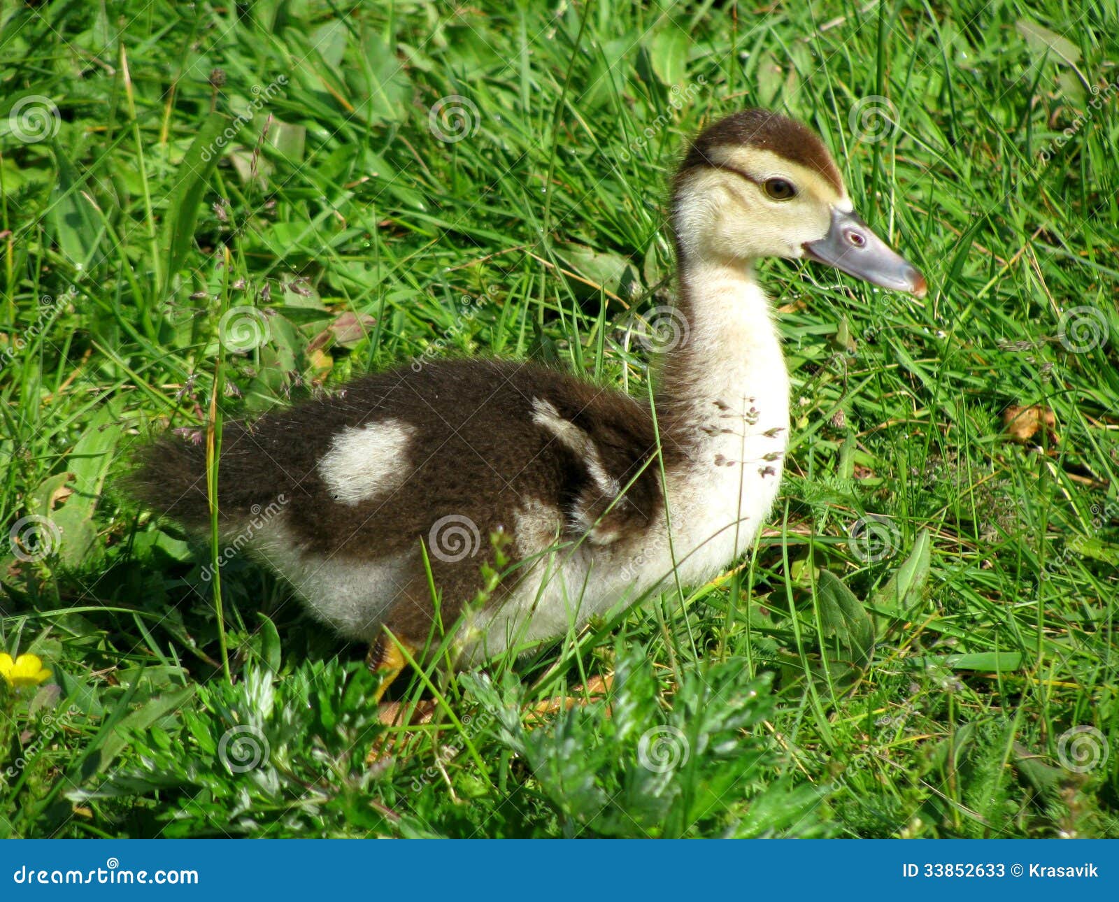 Baby Duck stock image. Image of duckling, small, indoors - 33852633