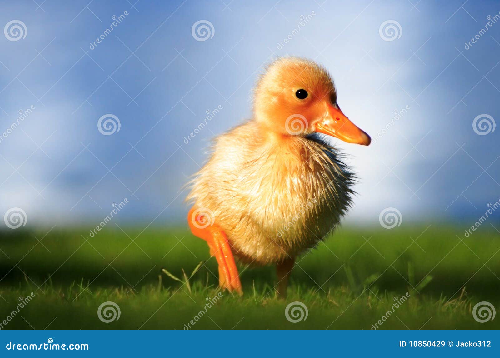 Baby Duckling stock image. Image of small, green, farm - 10850429