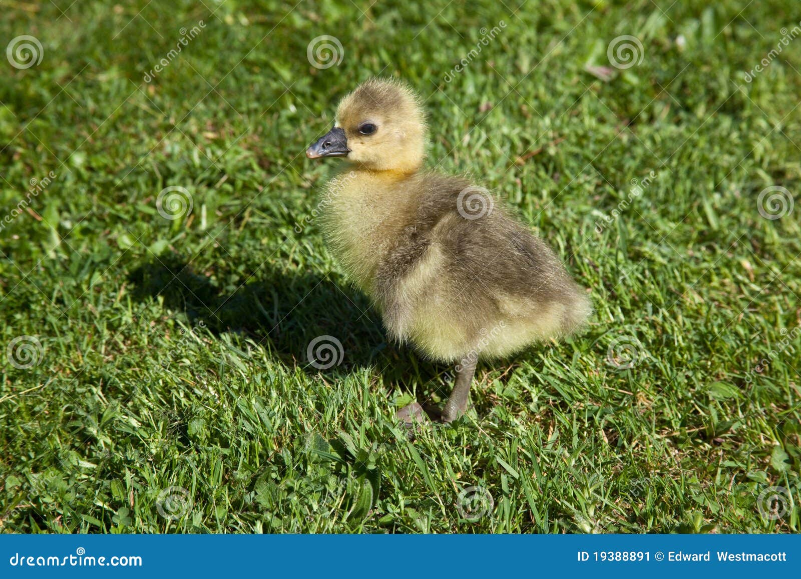 Baby duckling stock image. Image of goose, avian, bird - 19388891