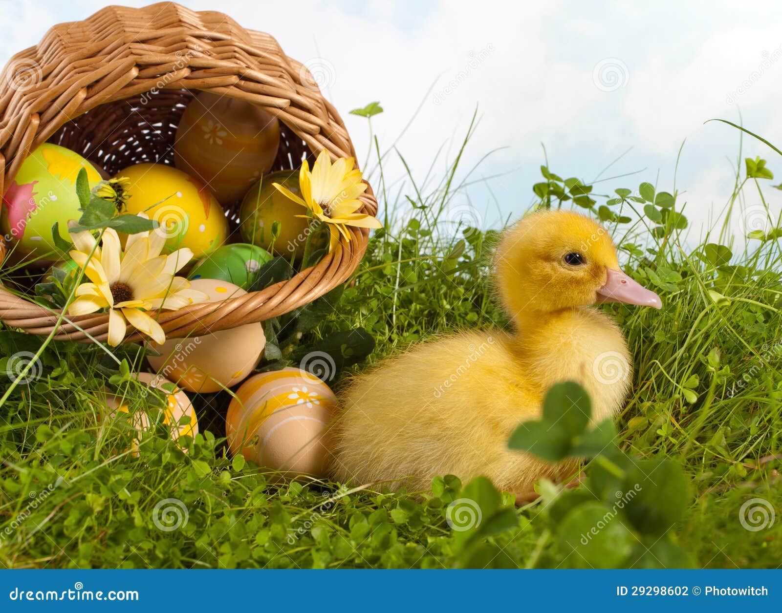 Baby Duckling with Easter Eggs Stock Photo - Image of holiday ...