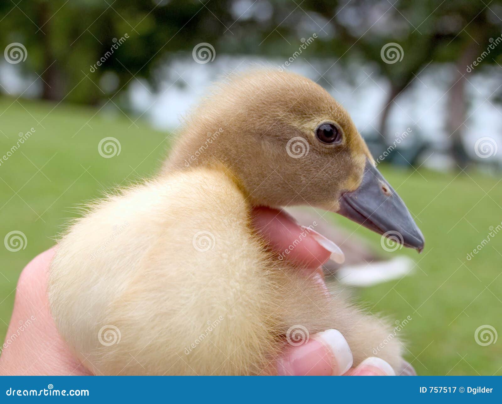 Baby duckling in hand stock image. Image of animals, feathered - 757517