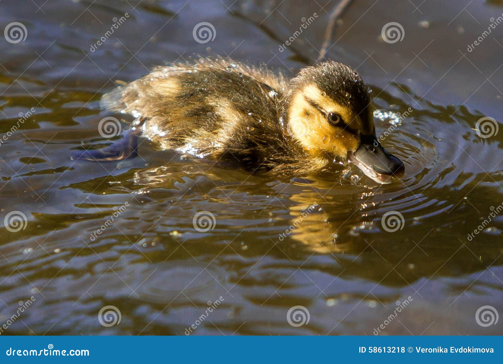Baby duckling stock photo. Image of baby, wildlife, lake - 58613218