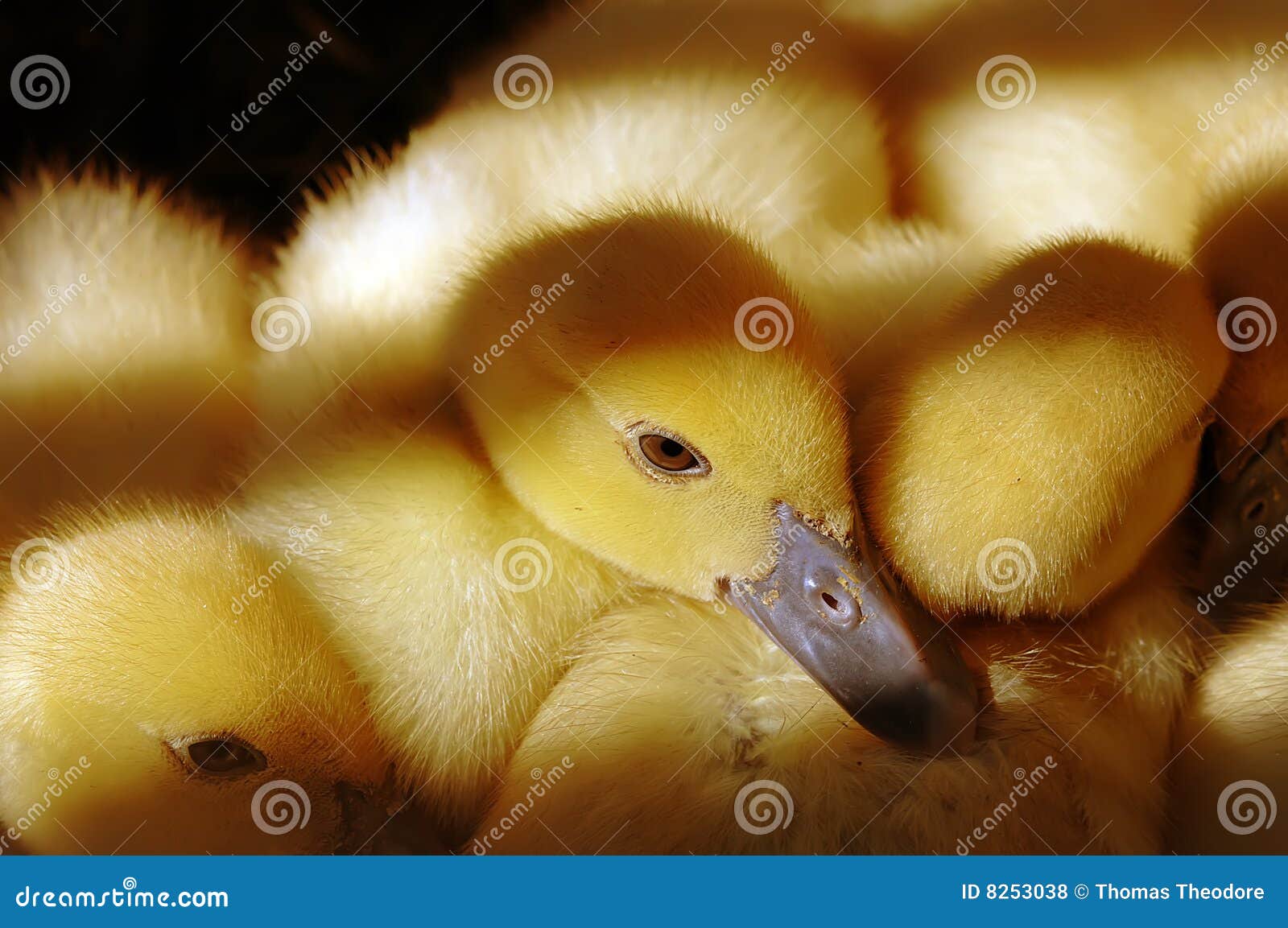 Baby ducklings stock photo. Image of looking, baby, softness - 8253038