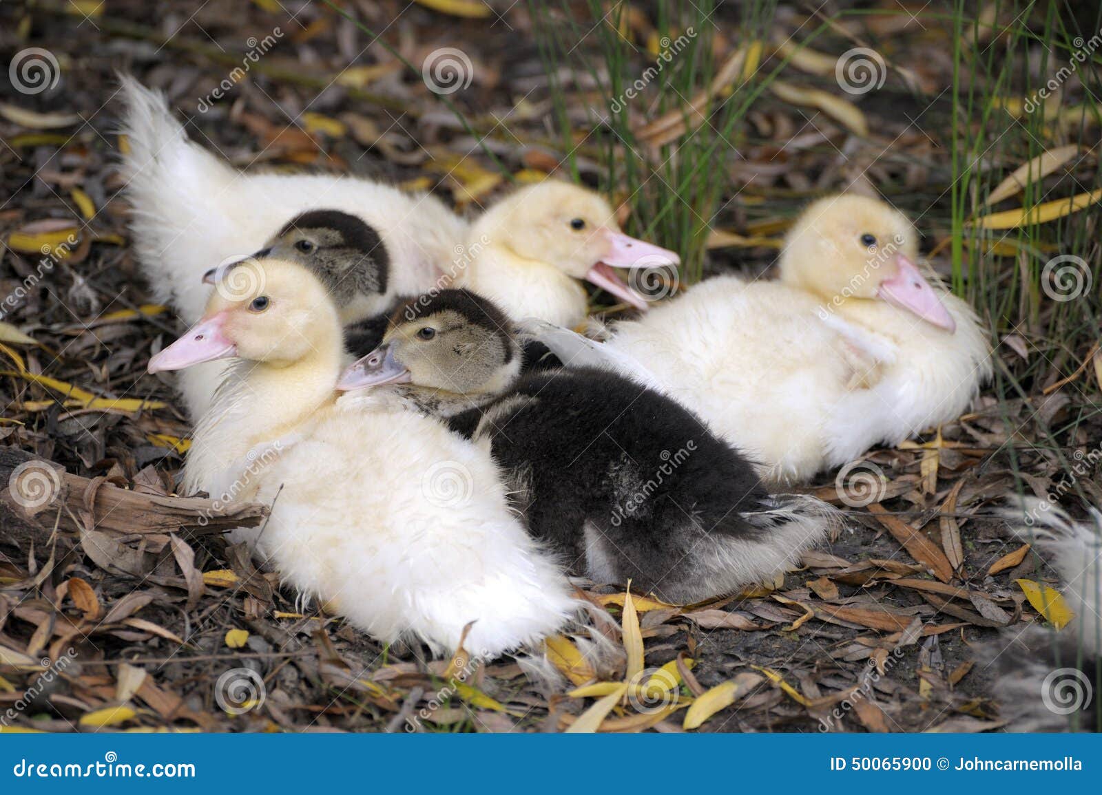 Baby ducklings stock photo. Image of flock, fluffy, feathers - 50065900