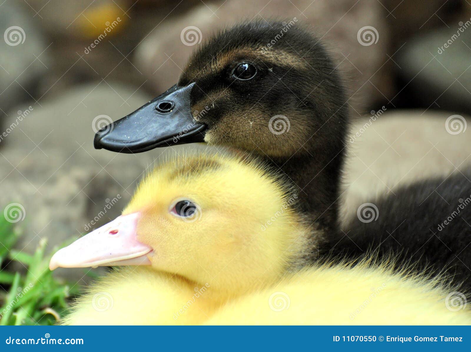 Two Baby Ducks Huddling Together Stock Image | CartoonDealer.com #45880015