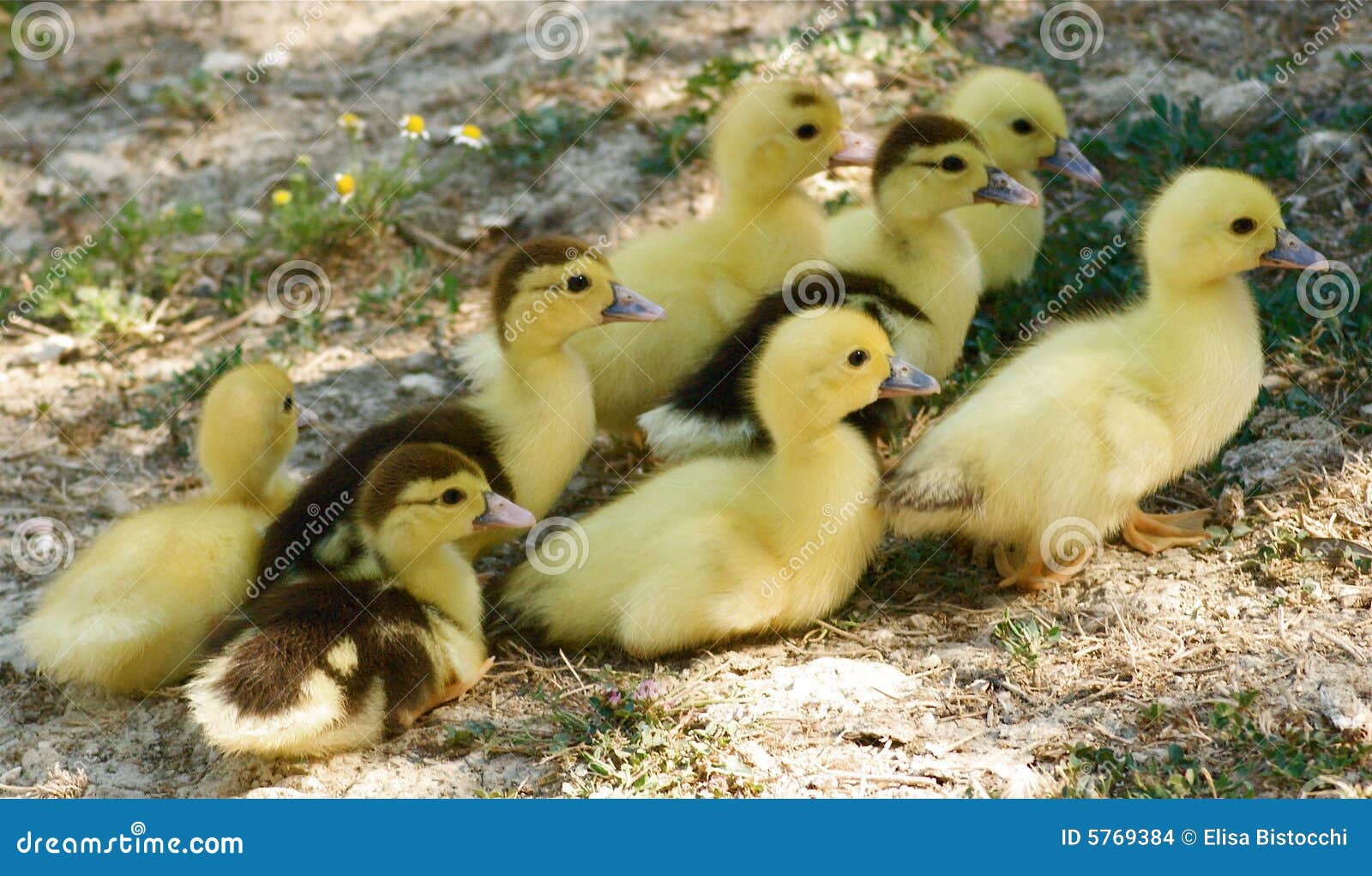 Baby ducks stock photo. Image of birds, domestic, macro - 5769384